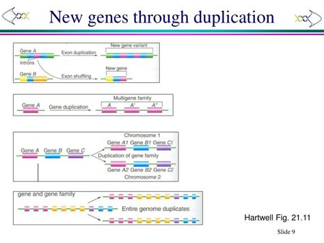 ppt gene duplication exon shuffling and concerted evolution