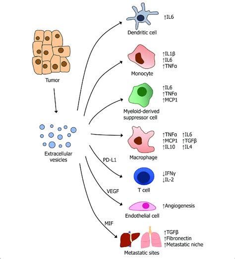 Regulation Of Cytokine Signaling By Tumor Derived Extracellular