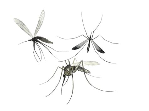 Is The Mosquito A Buzzing Nuisance Or An Example Of Natures Masterful
