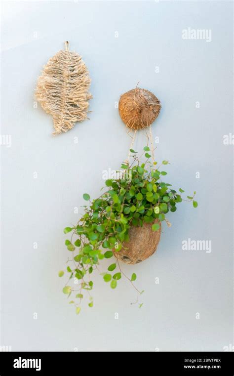 Germany Diy Duct Tape Macrame Decoration And Houseplant Potted In