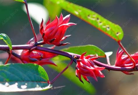 Red Roselle Origin Health Benefits And How To Grow Envynature
