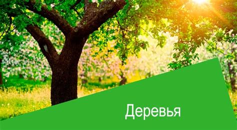 Актара для деревьев – применение к плодовым и хвойным видам