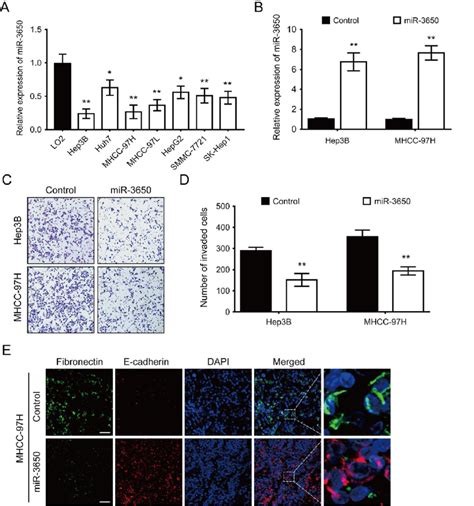Forced Expression Of Mir 3650 Inhibits Hcc Migration And Emt In Vitro