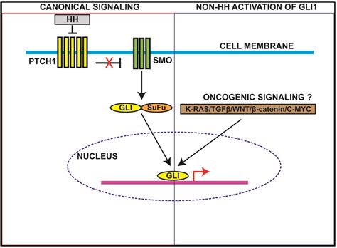 Cancers Free Full Text Aberrant Gli1 Activation In Dna Damage
