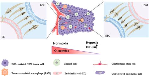 Frontiers Targeting Glioblastoma Stem Cells A Review On Biomarkers