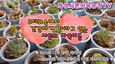 230619 오늘은 살아있는 건강하고 예쁜 아이들 잠시 보여드려요ㅋㅋㅋ 화성 샤론다육 다육이 묵은둥이 자연군생 판매 국민다육 군생 작품다육 화분 Youtube