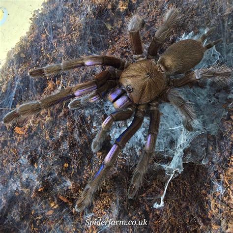 Chilobrachys Natanicharum Electric Blue Earth Tiger Sub Adult Female