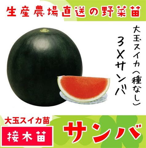 【てしまの苗】 スイカ苗 3×サンバ 断根接木苗 9cmポット 【人気】 てしまの野菜苗果菜類の苗スイカ てしまの苗屋 本店