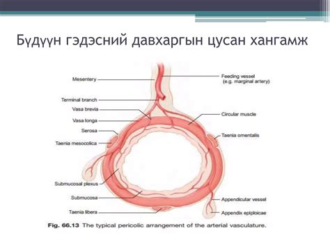 Бүдүүн гэдэсний хорт хавдар Pptx