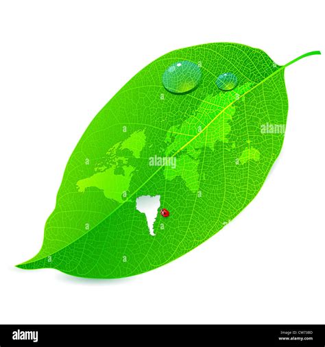 Map Of A Leaf Cut Out Stock Images And Pictures Alamy