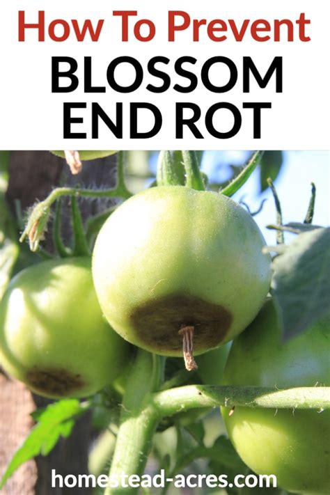 Blossom End Rot On Tomatoes Prevent Treat And Reverse