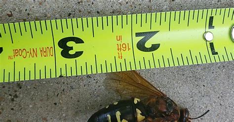 Murder Hornet Album On Imgur