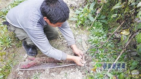 套管里面种山药 磐安新闻网