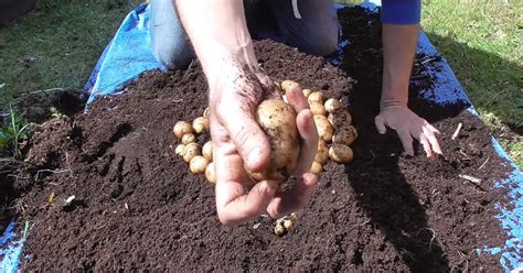 redditor shows how container gardening helps you grow potatoes