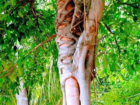 What Is Strangler Fig Pattern Waytoeasylearn