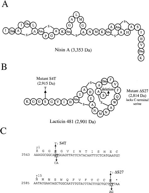 Lantibiotics Nisin A And Lacticin 481 And The Mutations Leading To The