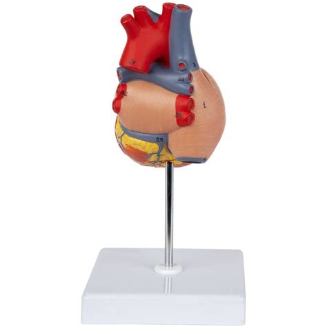 Discover Intricate Human Heart Models Gd Anatomicals