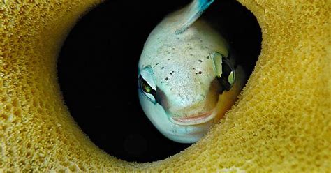 The Most Seductive Fish In The World Imgur