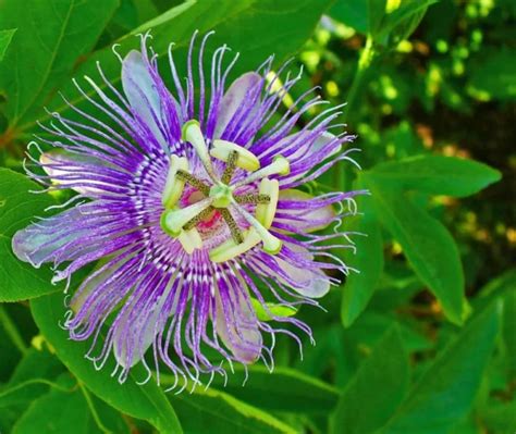 Buy Incarnata Passion Flower Plant Maypop For Garden