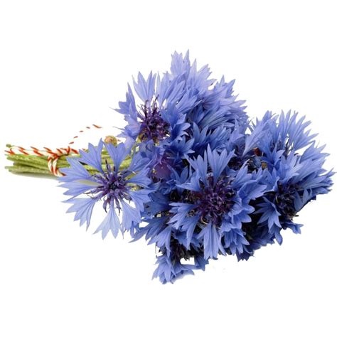 Василёк синий (Centaurea суanus L.) - лекарственное растение. Описание ...