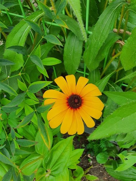 🏵🏵루드베키아🌼🌼 뉴스트림