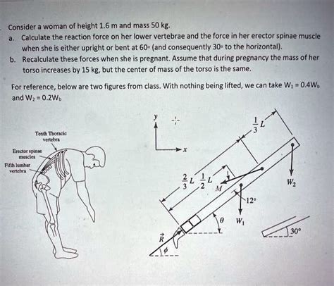 SOLVED Consider A Woman Of Height 1 6m And Mass 50 Kg A Calculate The Reaction Force On Her