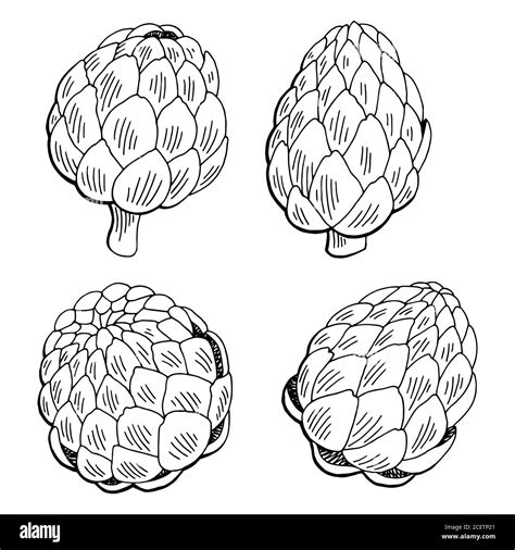 Artichoke Plant Graphic Black White Isolated Sketch Illustration Vector
