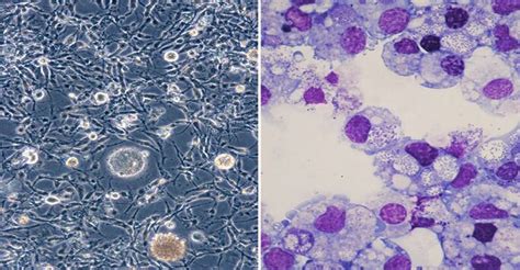Infection Biology And Microbiomes Institute Of Infection Veterinary