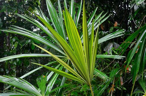 File 30ap Pal Palmpedia Palm Grower S Guide