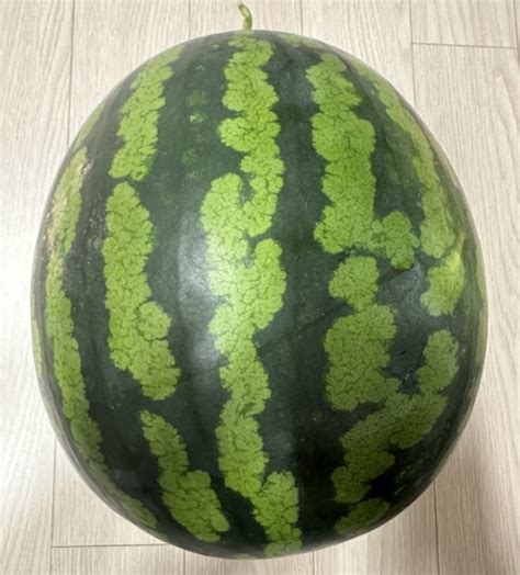 맛있는 수박 고르는 법 수박 자르는 법 수박자르기 수박 네모자르는 법