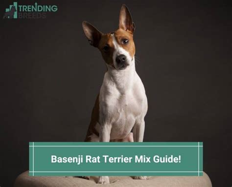 Basenji Rat Terrier Mix Guide 2023