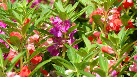 How To Plant Grow And Care For Garden Balsam