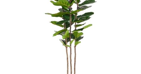 180cm Premium Artificial Fiddle Leaf Fig Tree Leaf Artificial Plants