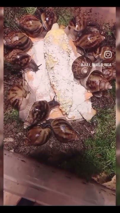 а вот так ужинают малыши Achatina Achatina F4 и готовятся отправится в