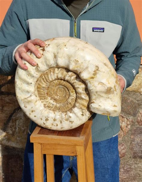 Ammonite Fossilised Shell Huge 18kg Perisphinctes 40 Cm Auction
