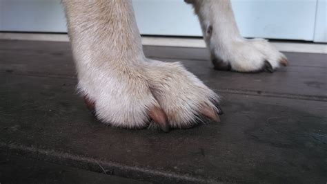 Are Long Nails On A Dog Painful