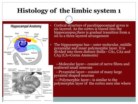 Limbicsystem Pptthe Limbic System Is A Group Of Interconnected Brain Structures That Help
