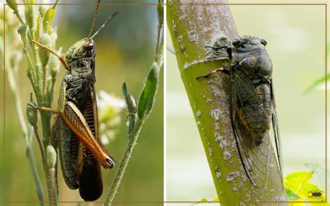 Locust Vs Cicada What Is The Difference Insectic
