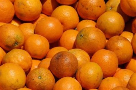 Lifruit Export And Distribution Greek Company
