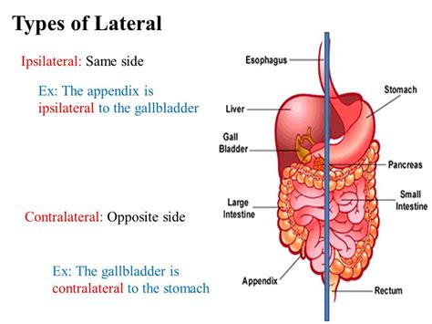 1 5 Anatomical Terminology Ppt Video Online Download