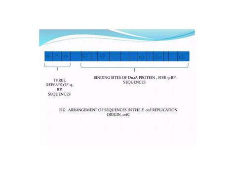Dna Replication Pptx