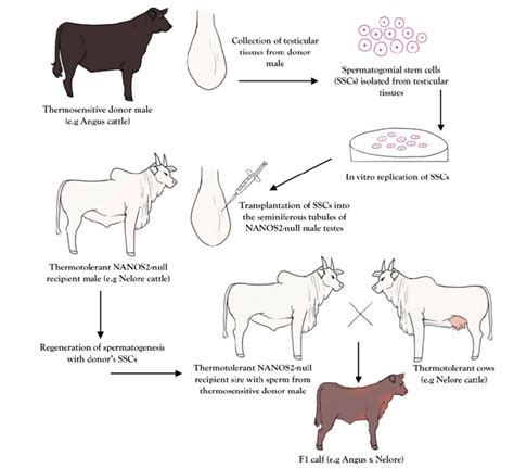 Transplantation Of Spermatogonial Stem Cell Scc From A Download