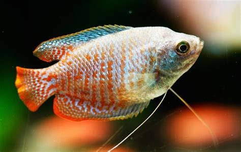 Dwarf Gourami Care Guide Info Tank Mates And Lifespan With Pictures