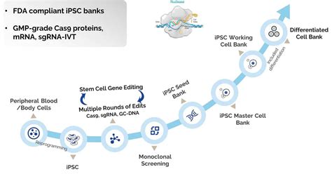 Ipsc And Msc Ubrigene