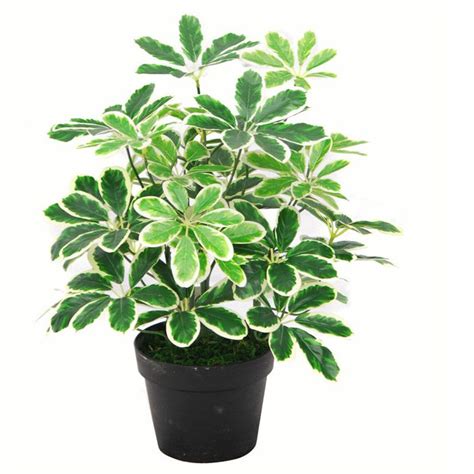 55cm Variegated Artificial Schefflera Arboricola Plant Etsy