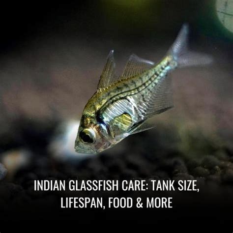 Indian Glassfish Care Tank Size Lifespan Food And More