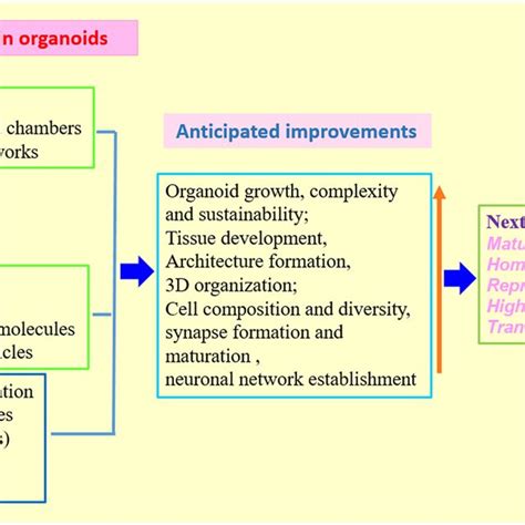 Strategies And Approaches To Optimize Human Brain Organoid Models