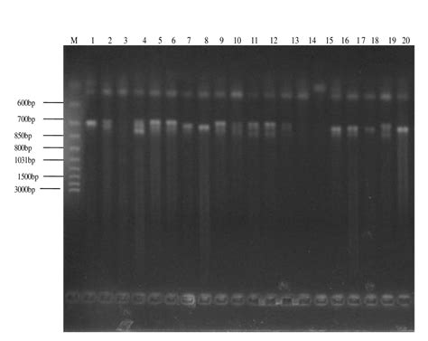 SSR Pattern For Polymorphic Primer CAMSIN6F R Used To Analyze The 20 Download Scientific