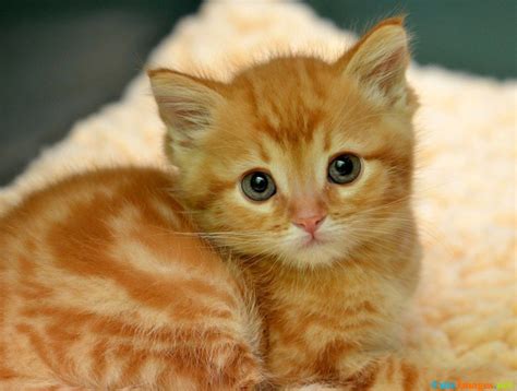 Cute Small Kittens For Sale 2 CUTE KITTENS FOR SALE Leeds West
