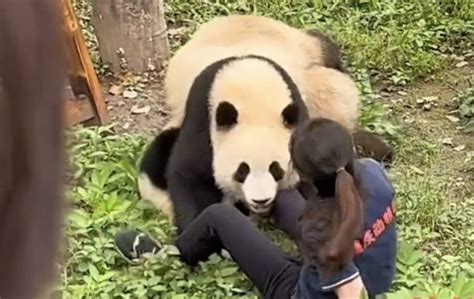 2隻貓熊撲倒女保育員！遊客嚇壞急喊：不要傷害她 Ettoday大陸新聞 Ettoday新聞雲